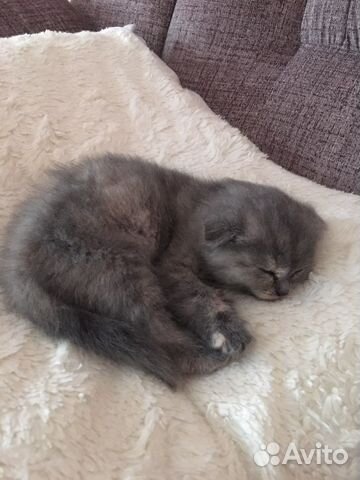 Шотланский вислоухий котенок