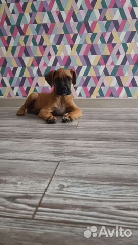 Щенок боксера