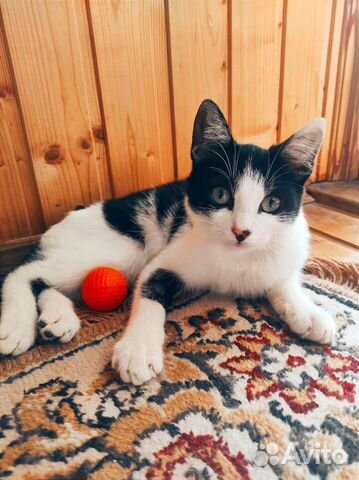 Отдам котенка в добрые руки