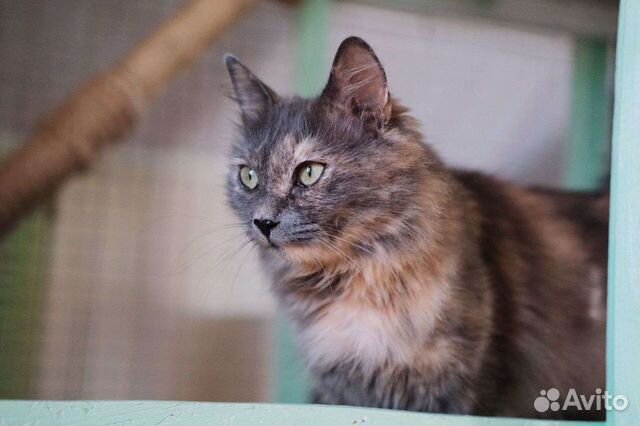 Лохматушка а-ля бобтейл в добрые руки. Привезу