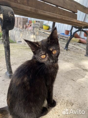 Кошка в добрые ручки