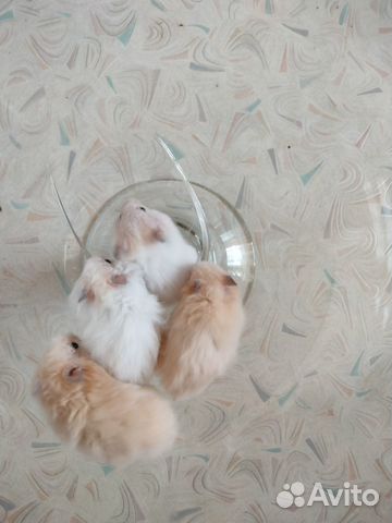 Сирийские хомячки