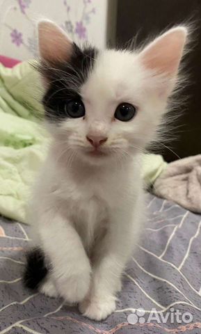 Котята смертники