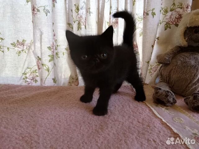 Экзотический котенок(экзот), в добрые руки