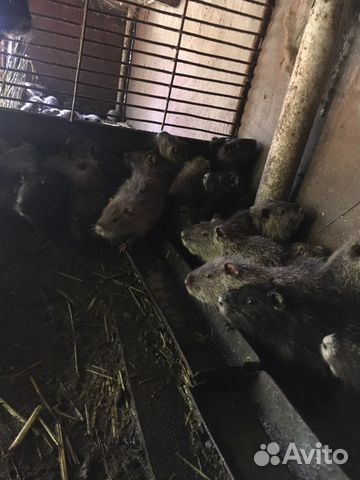 Щенки нутрий