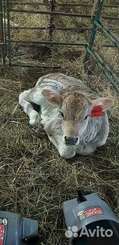 Телята доставка до дома