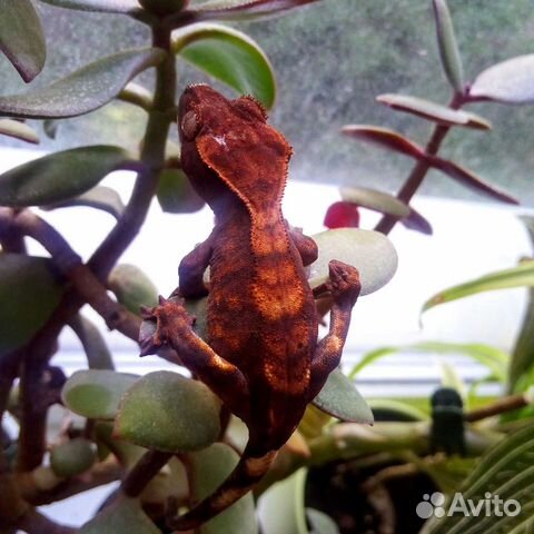 Малыш реснитчатого бананоеда