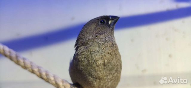 Японские амадины