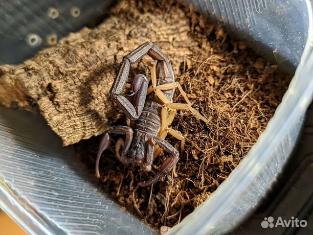 Centruroides gracilis