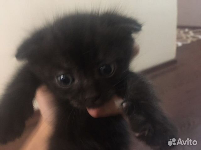 Котята шотладские вислоухие