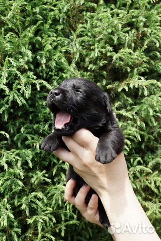 Палевые и черные малыши