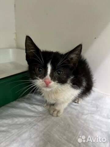 Котенок, 5 недель