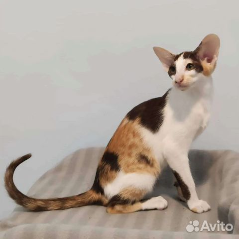 Ориентальная кошка