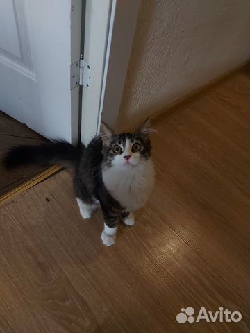 Сибирская кошка