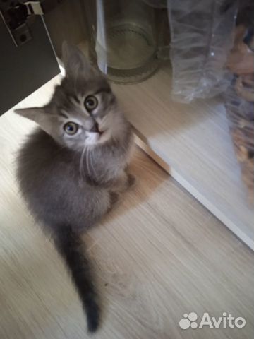 Кошки в добрые руки бесплатно