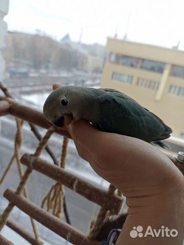 Розовощекий неразлучник (выкормыш)