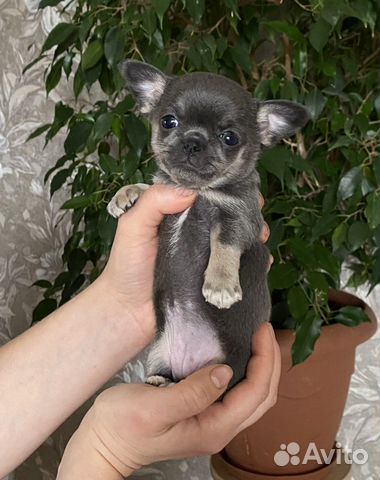 Крошечка девочка