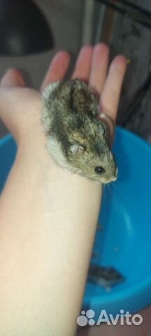 Джунгарский хомяк