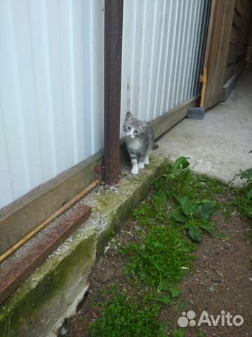 Котята свежие