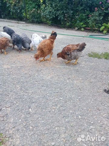 Цыплята подрошеные