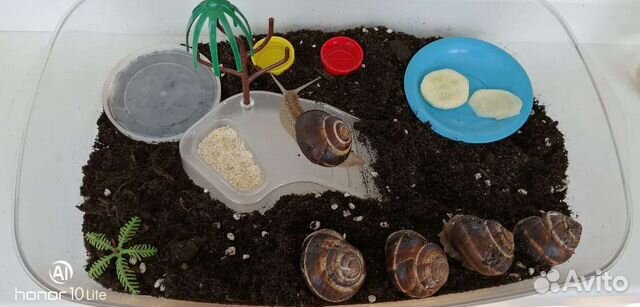 Улитки ахатины, террариум