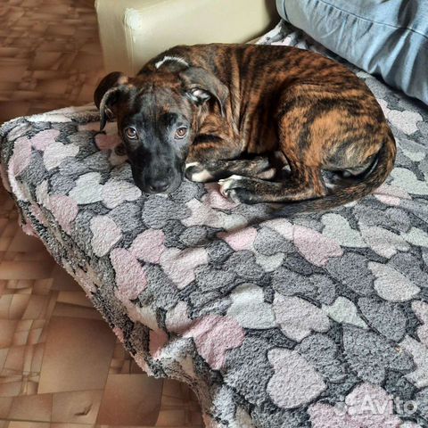 Продам собаку