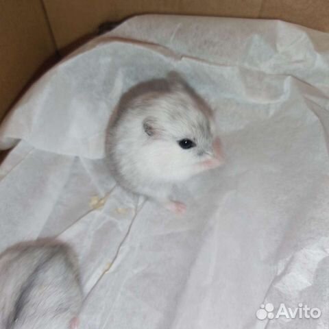 Хомячки джунгарики. Джунгарский хомяк