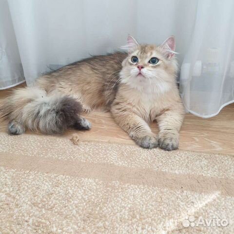 Британский котенок