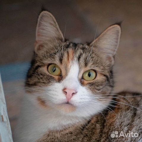 Кошка подброшенная к парадной ищет дом