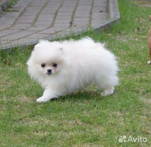 Померанский шпиц мини девочка