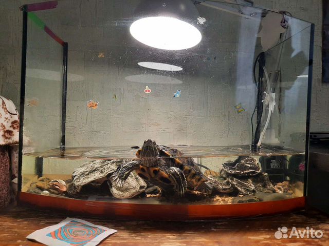 Красноухая черепаха с аквариумом