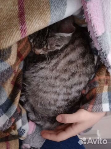 Кошка Матрешка