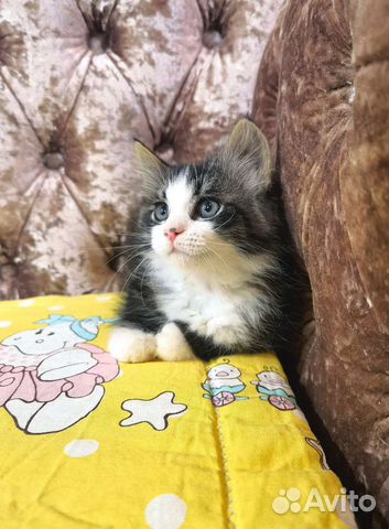 Шикарная малышка в добрые руки