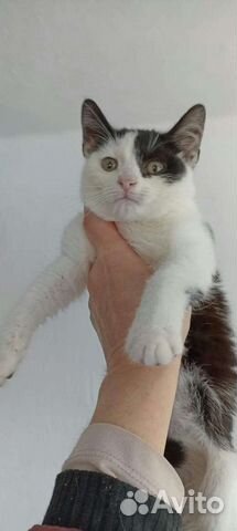 Котенок девочка 4 мес Дашенька