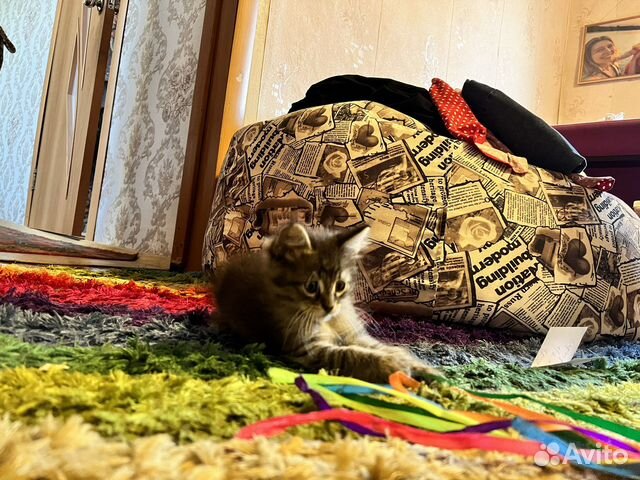 Чудные котята в добрые руки