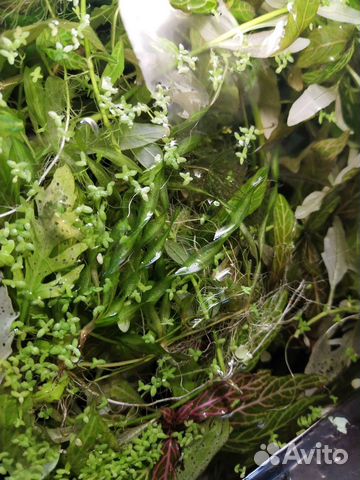 Аквариумные растения