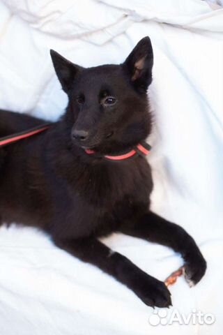 Малышка Пеппа с забавным хвостиком