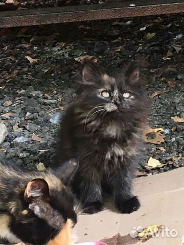 Котенок -домовенок Мисти в добрые руки дар