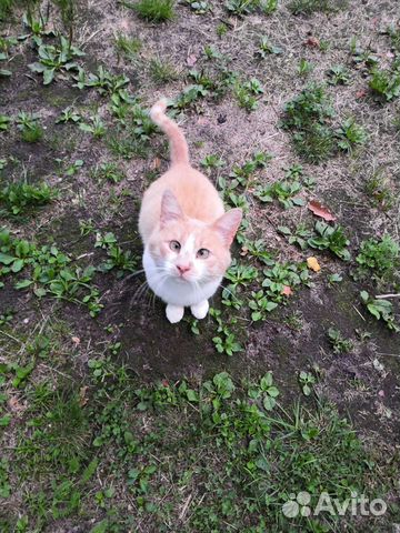 Питон, кот в добрые руки