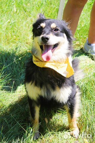 Собака в добрые руки