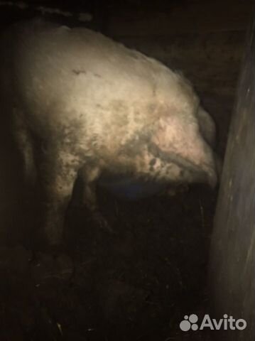 Свинья венгерская мангалица