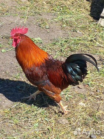 Куры петухи