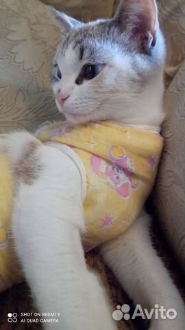 Кошки