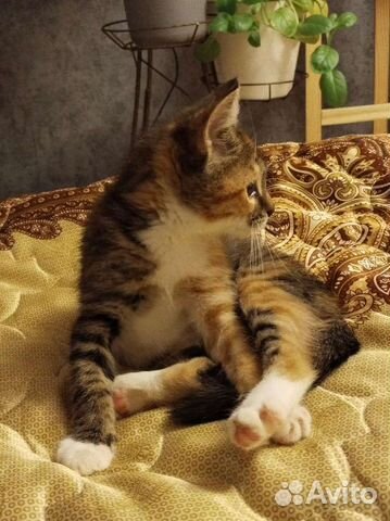 Одноглазая Джо