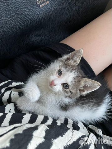 Котенок девочка в добрые руки