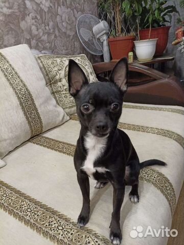 Замечательный самец ищет невесту, вязка