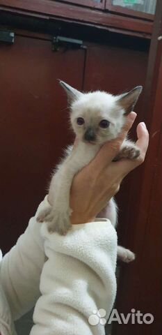 Котенок тайской породы (мальчик)
