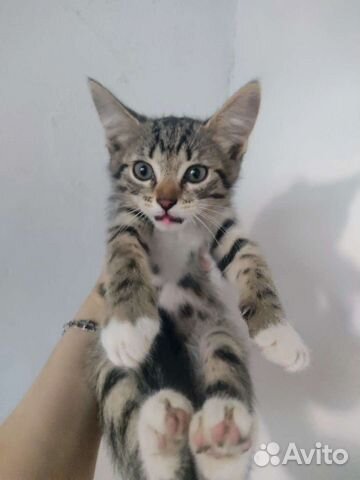 Крепкие и озорные малыши ищут Человека