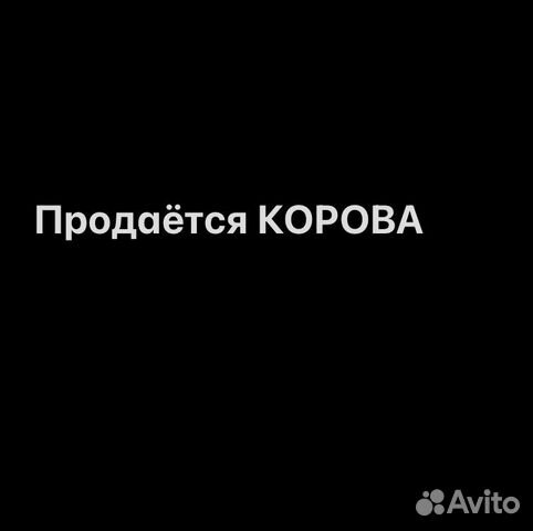 Продаю дойную корову 4 года