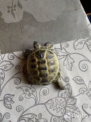 Черепаха сухопутная